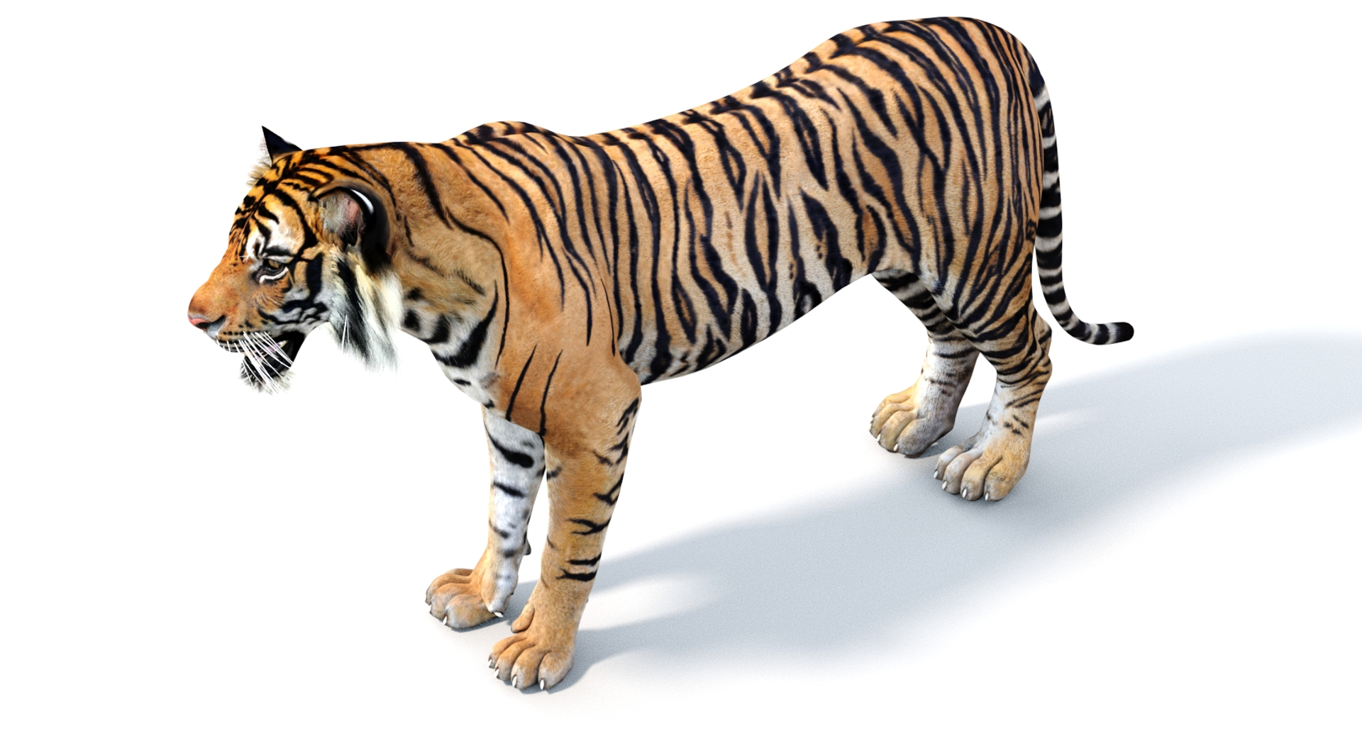 Sumatran tiger rigged cat 3D model - TurboSquid 1221913