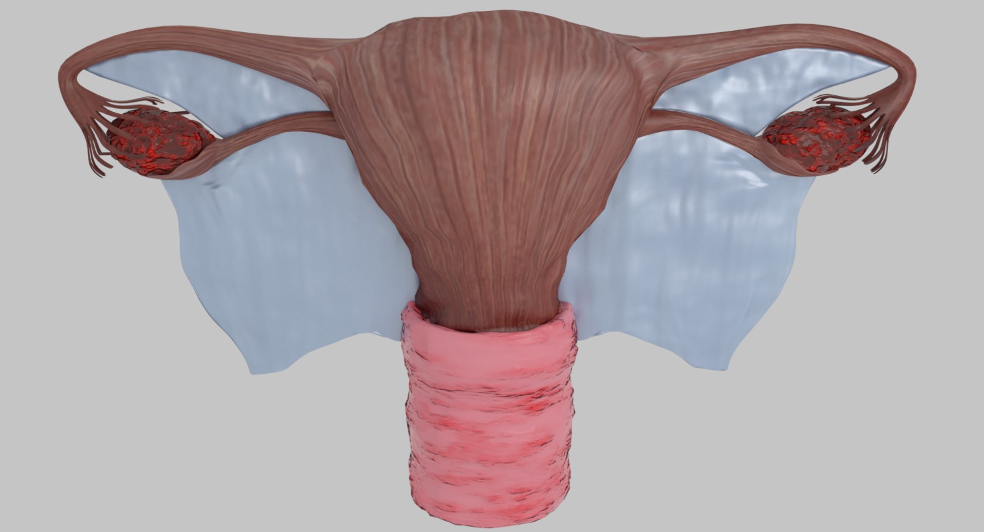 Uterus Vagina Ovary 3D Model - TurboSquid 1320025