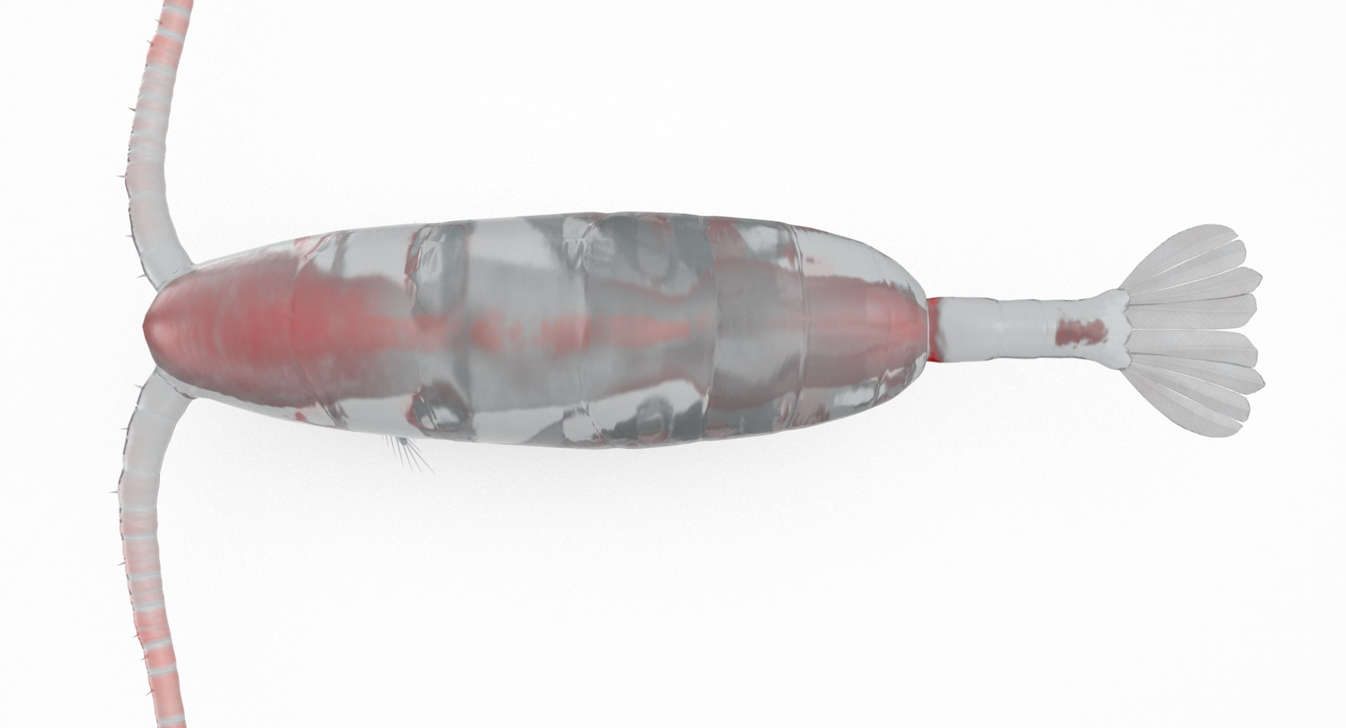 Copepod 3D model - TurboSquid 1355332