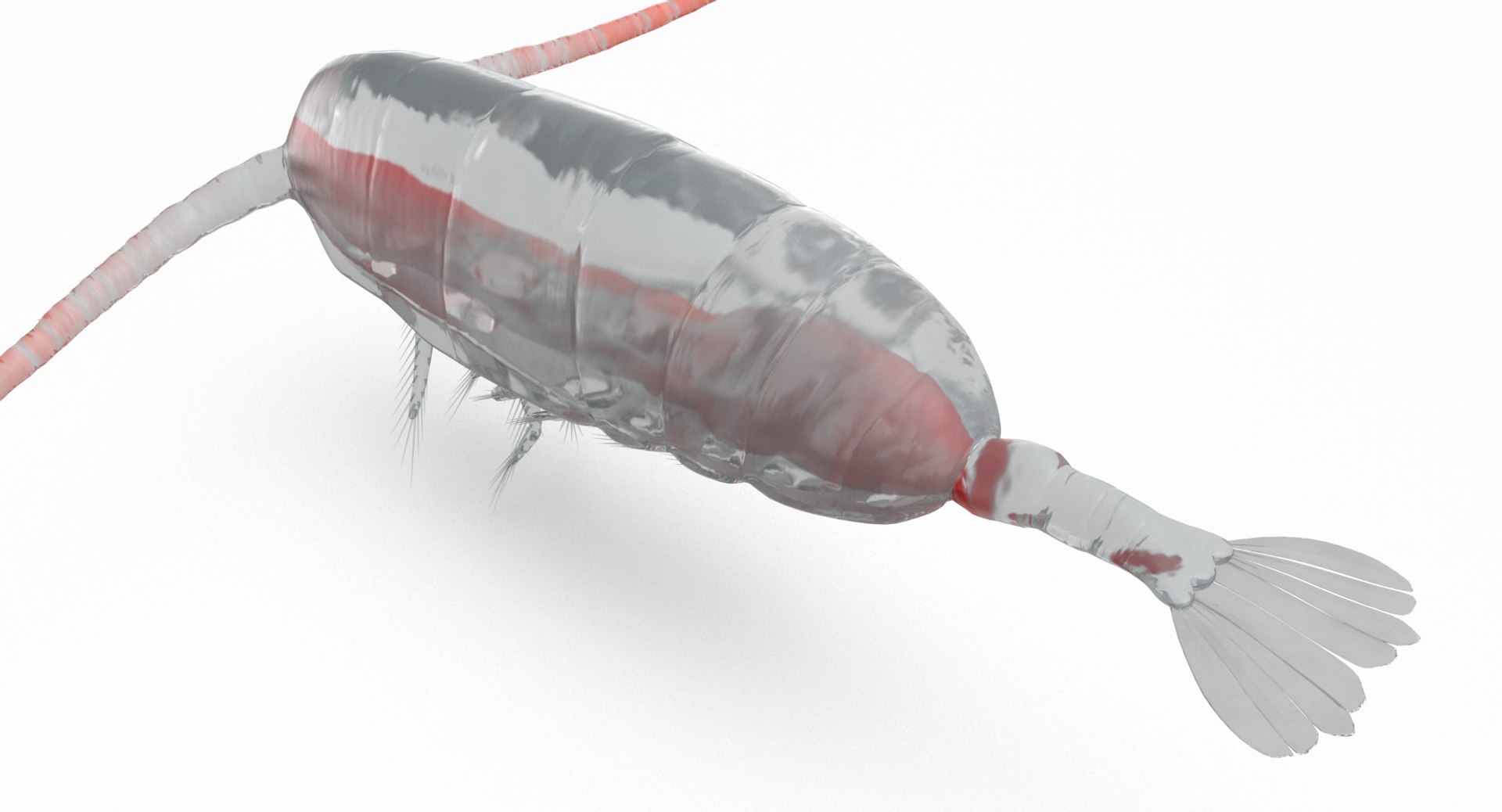 Copepod 3D model - TurboSquid 1355332