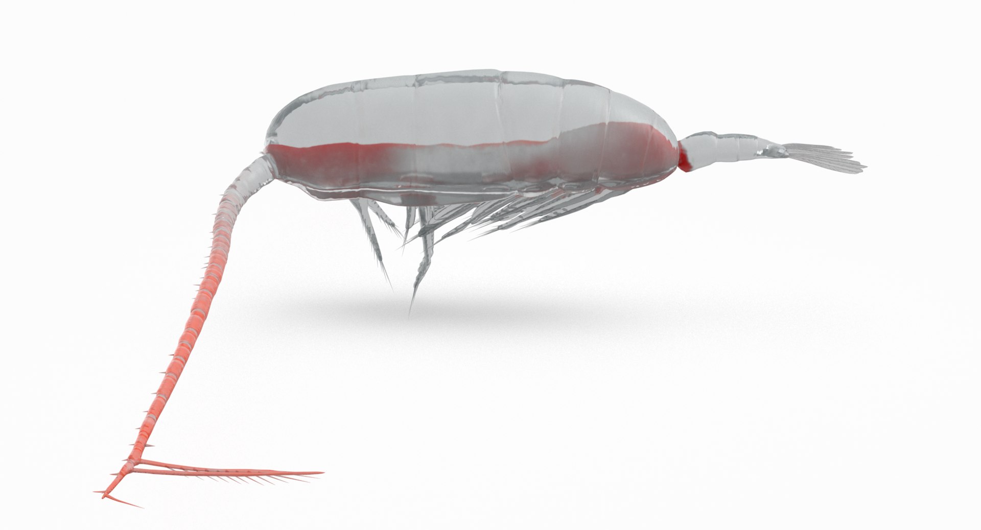 Copepod 3D model - TurboSquid 1355332