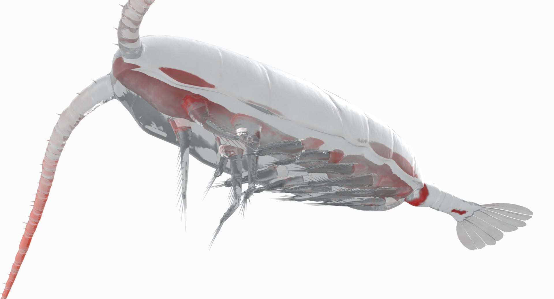 Copepod 3D model - TurboSquid 1355332