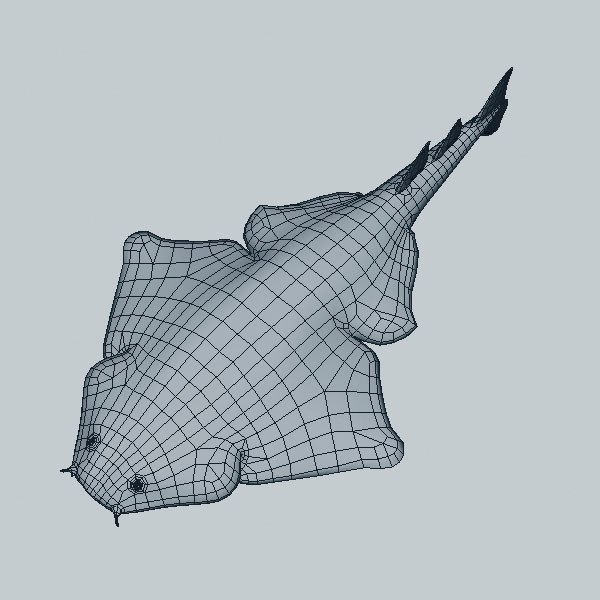 3d angel shark