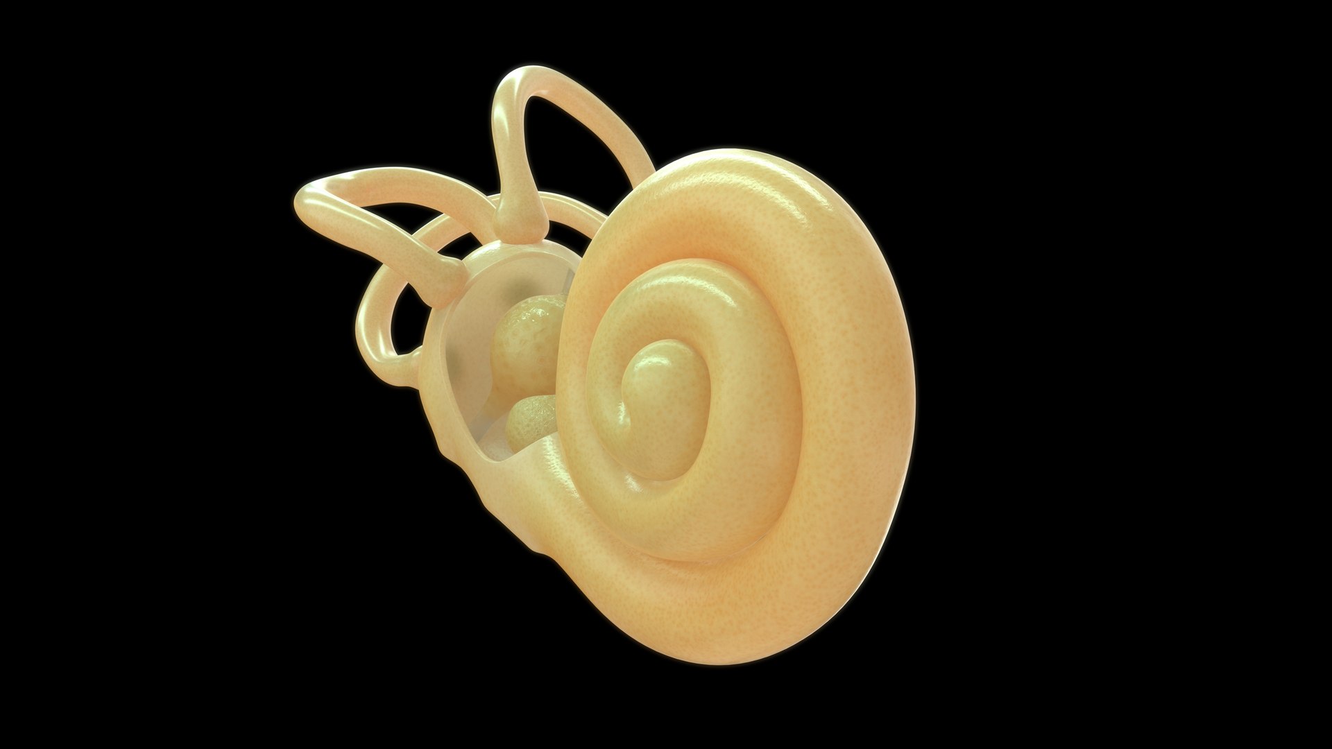 3D Inner Ear Utricle And Saccule - TurboSquid 2190689