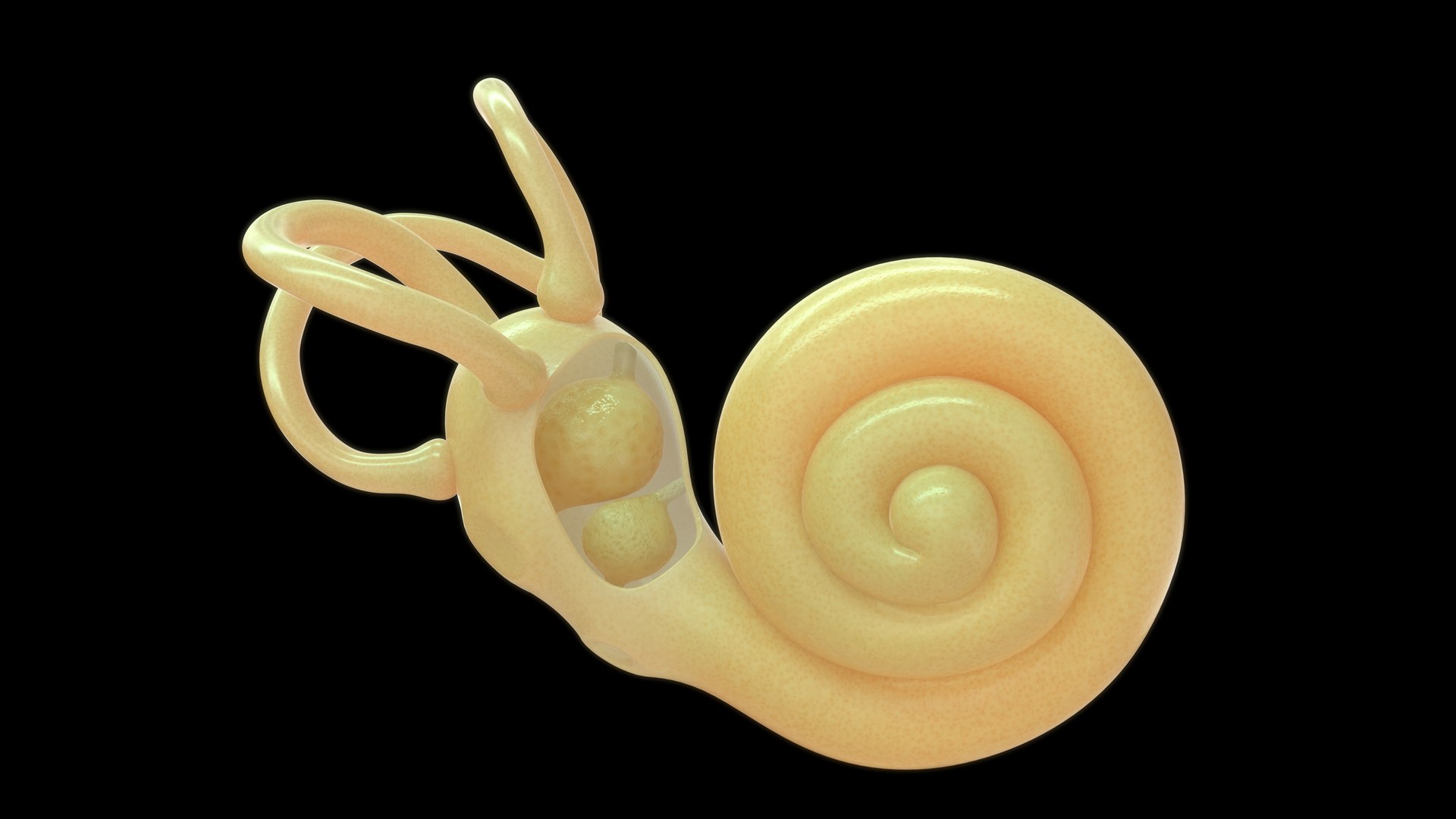 3D Inner Ear Utricle And Saccule - TurboSquid 2190689