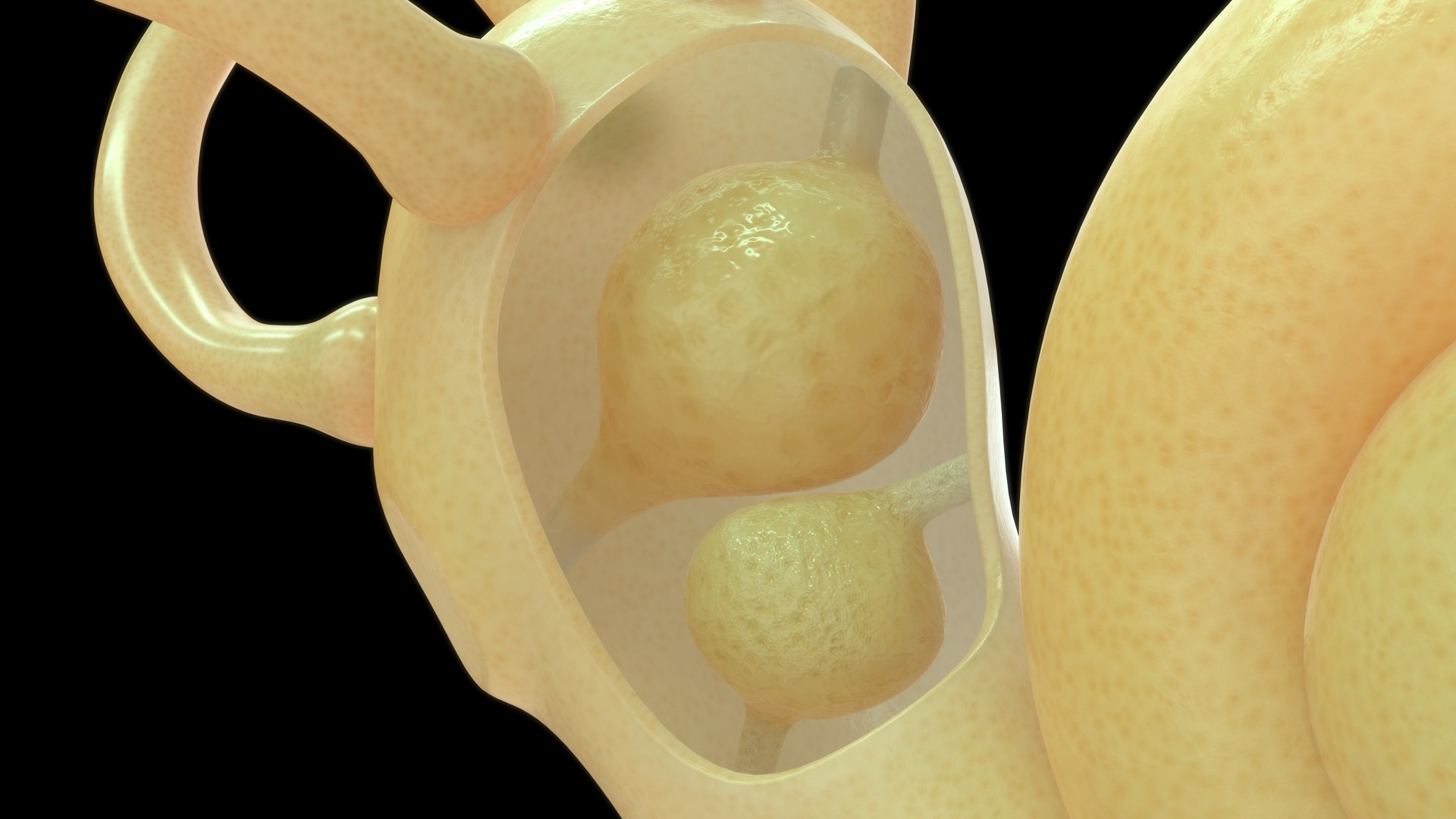 3D Inner Ear Utricle And Saccule - TurboSquid 2190689