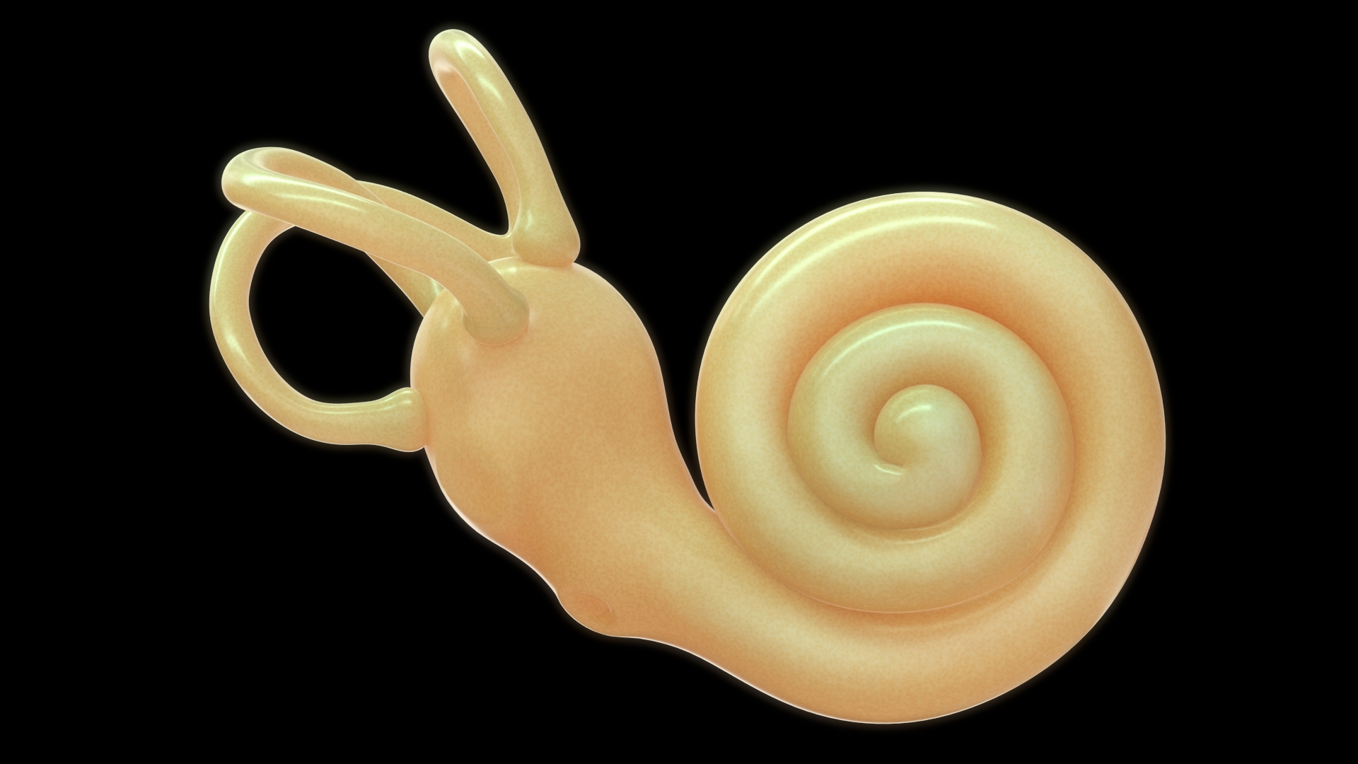 3D Inner Ear Utricle And Saccule - TurboSquid 2190689