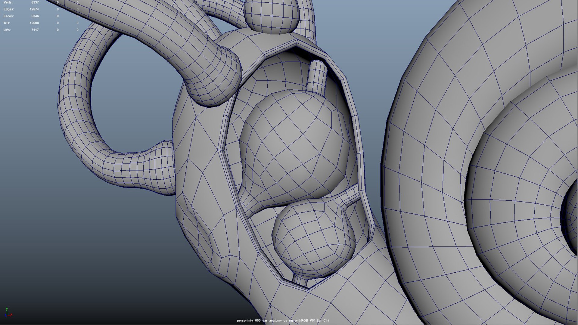 3D Inner Ear Utricle And Saccule - TurboSquid 2190689