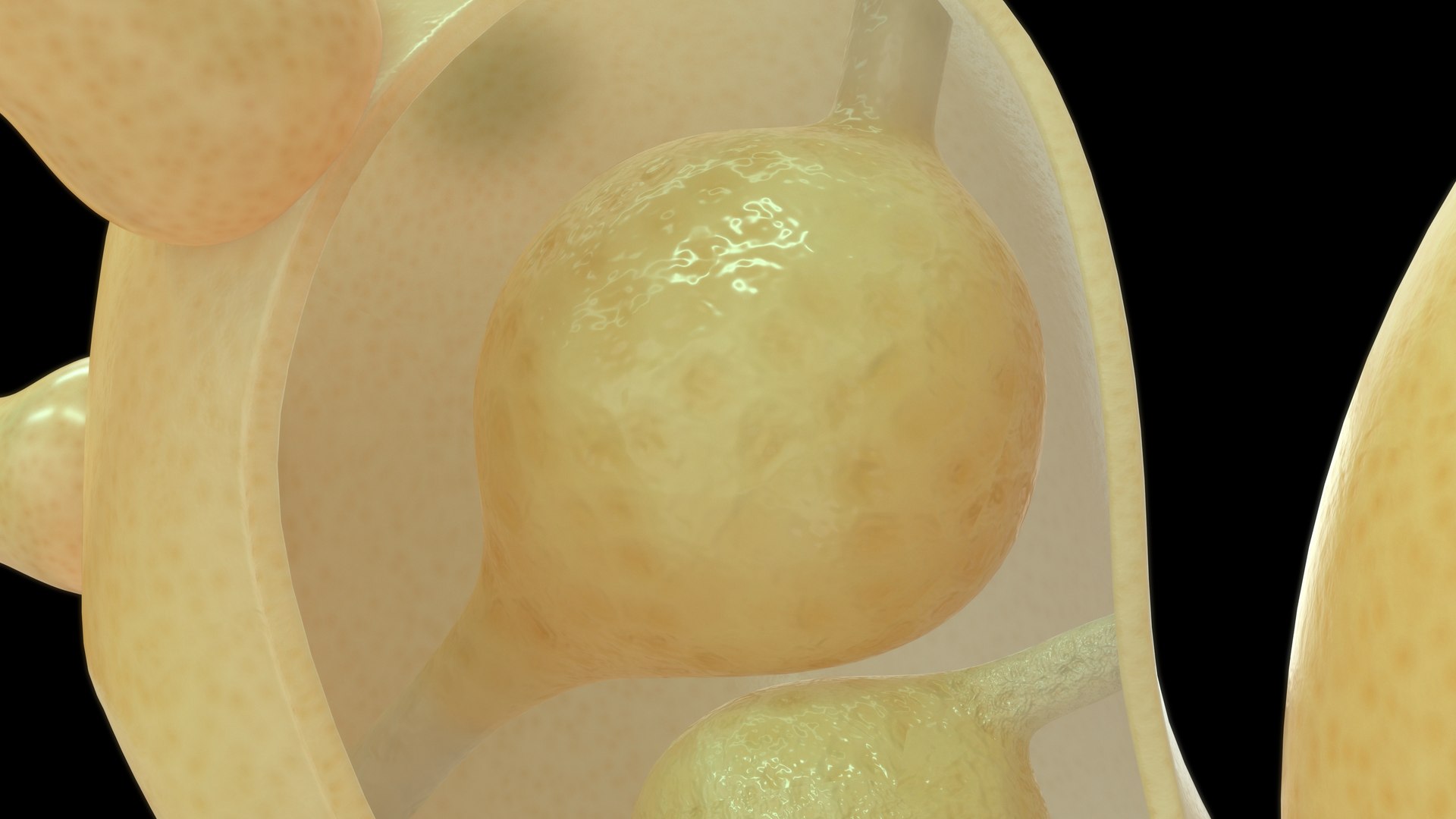 3D Inner Ear Utricle And Saccule - TurboSquid 2190689