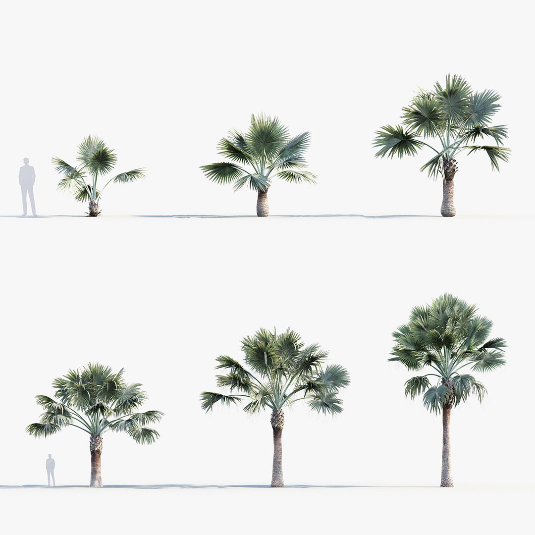 Bismarckia Nobilis Bismarck Palm 3D Model - TurboSquid 2041417