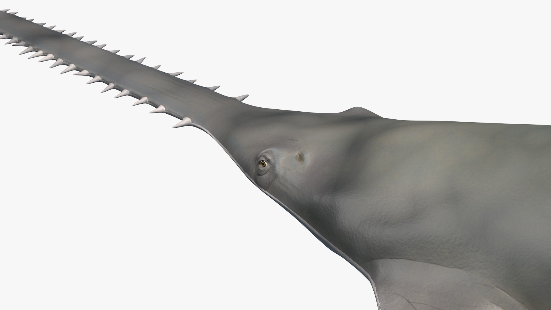 3D model sawfish rigged fish - TurboSquid 1583244