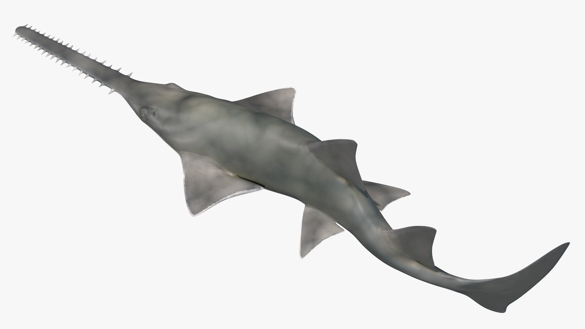 3D model sawfish rigged fish - TurboSquid 1583244
