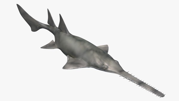 3D model sawfish rigged fish - TurboSquid 1583244