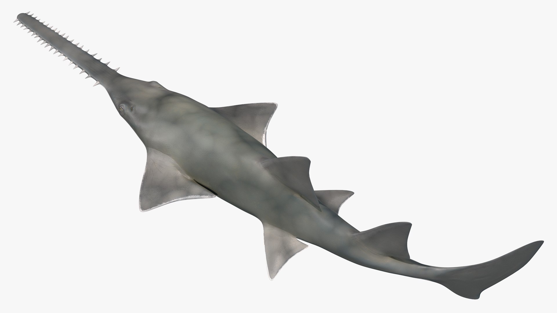 3D model sawfish rigged fish - TurboSquid 1583244