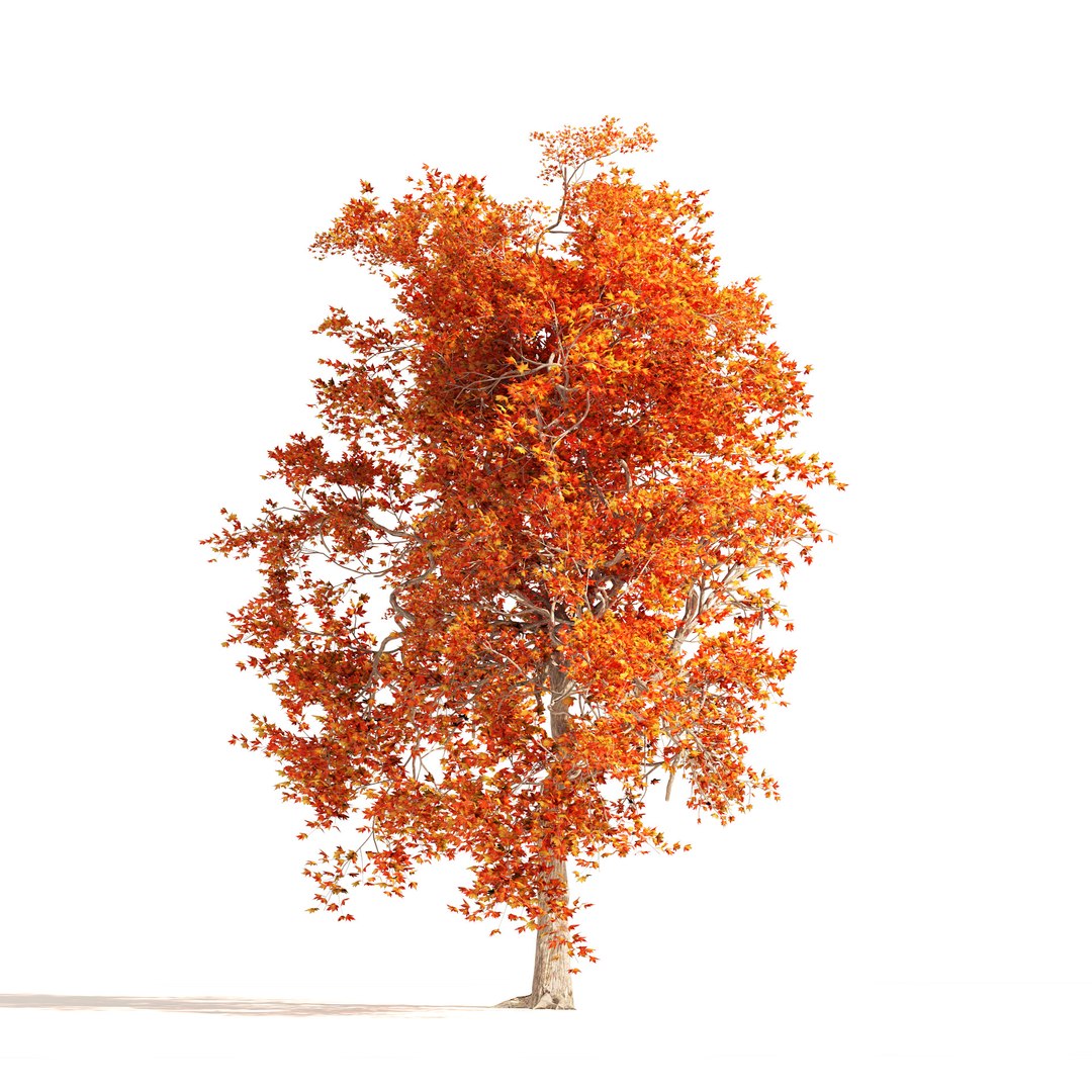3D Summer and Autumn Japanese Maple Trees - TurboSquid 1928869