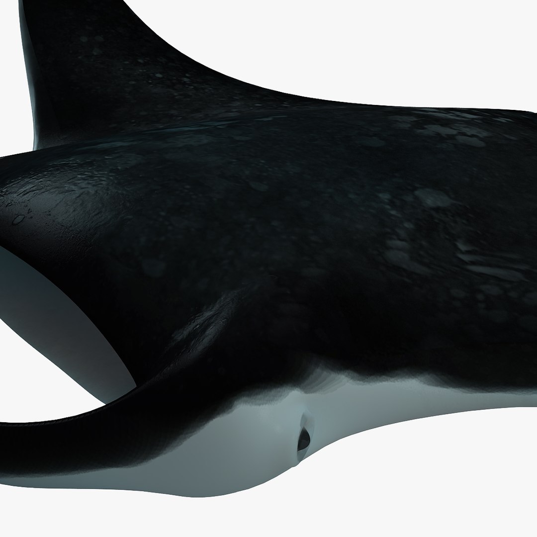 3ds max manta scene