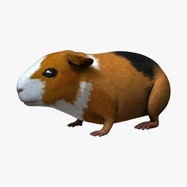 Guinea Pig 3D Models for Download | TurboSquid