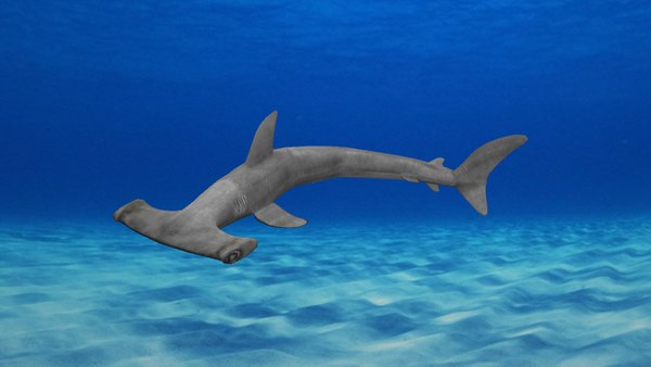 Free 3D Shark Models | TurboSquid