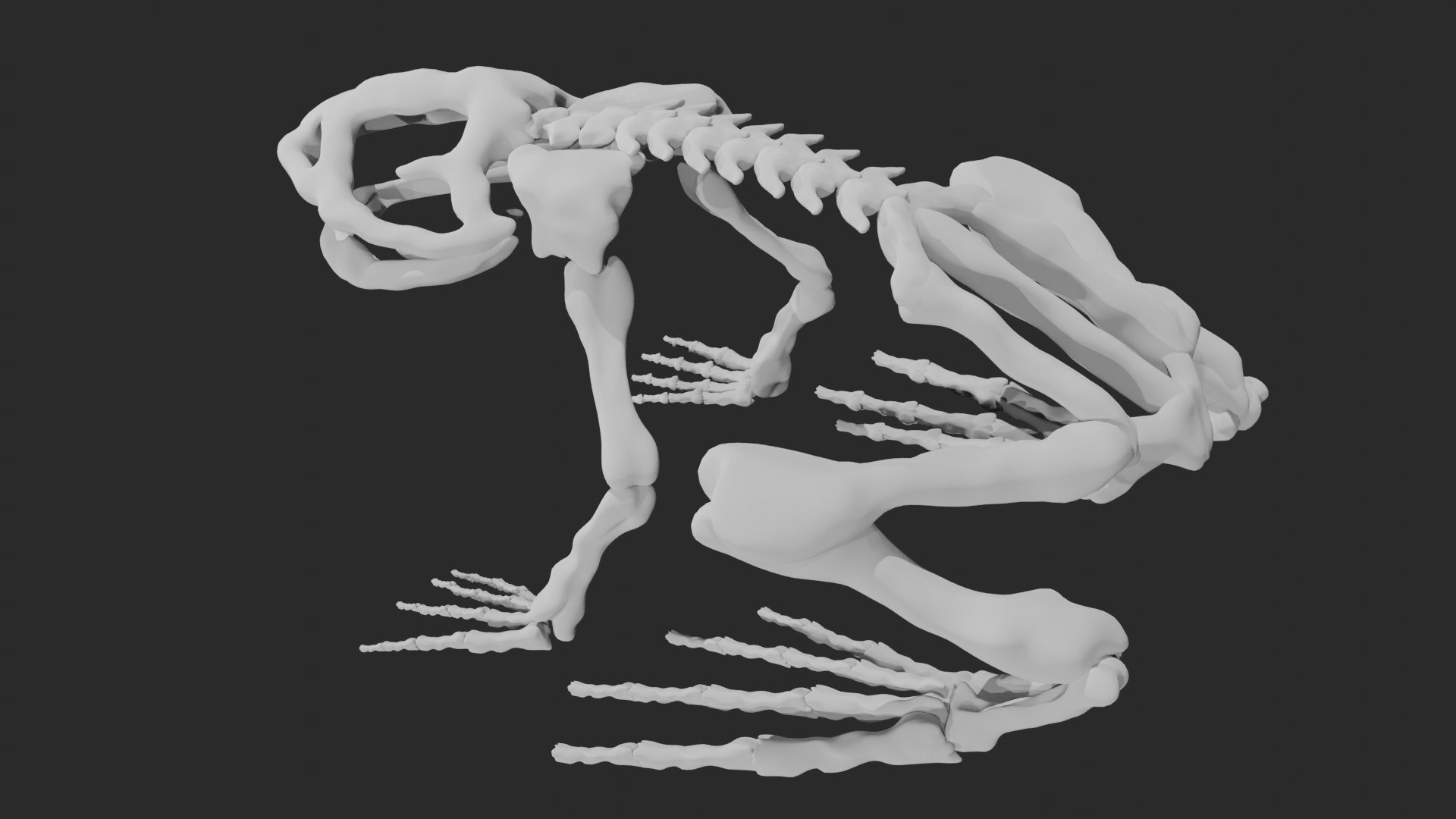 Frog Skeleton 3D Model - TurboSquid 1876542