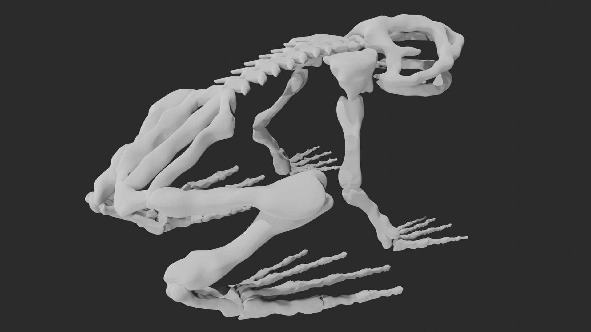 Frog Skeleton 3D Model - TurboSquid 1876542