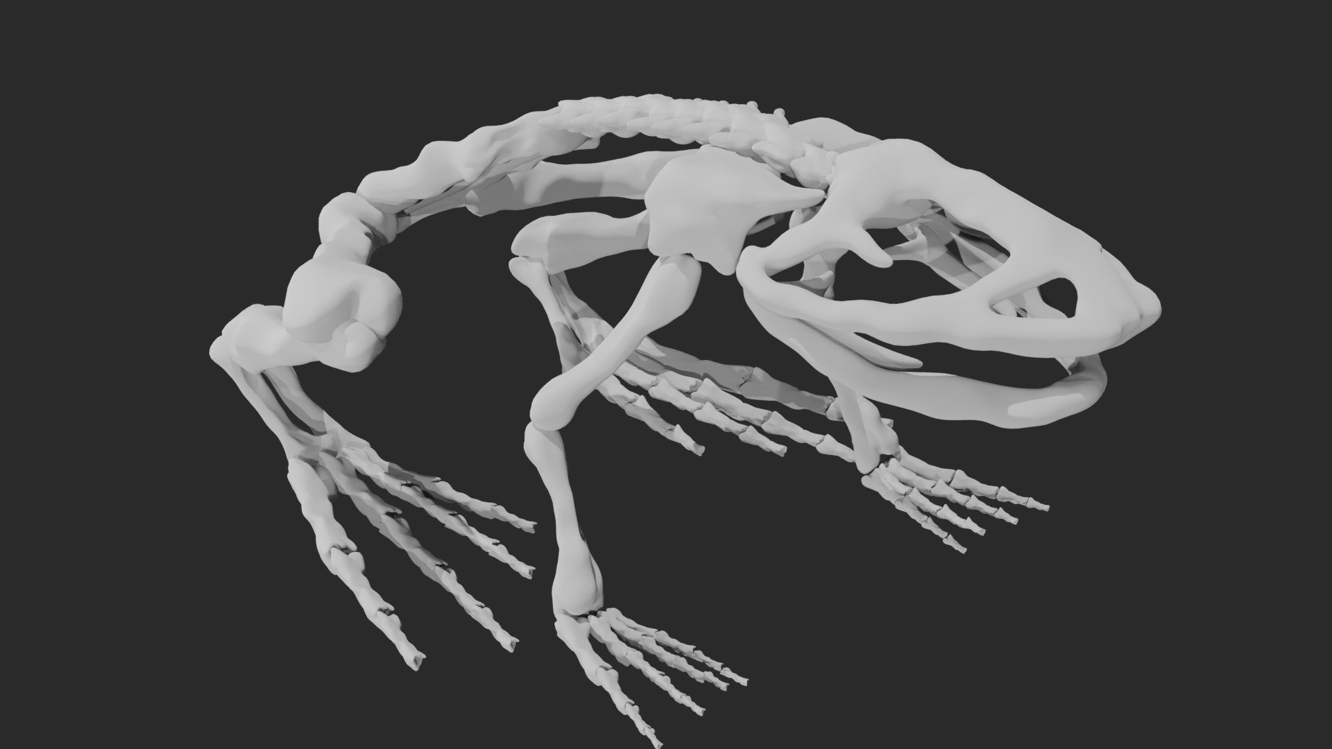 Frog Skeleton 3D Model - TurboSquid 1876542