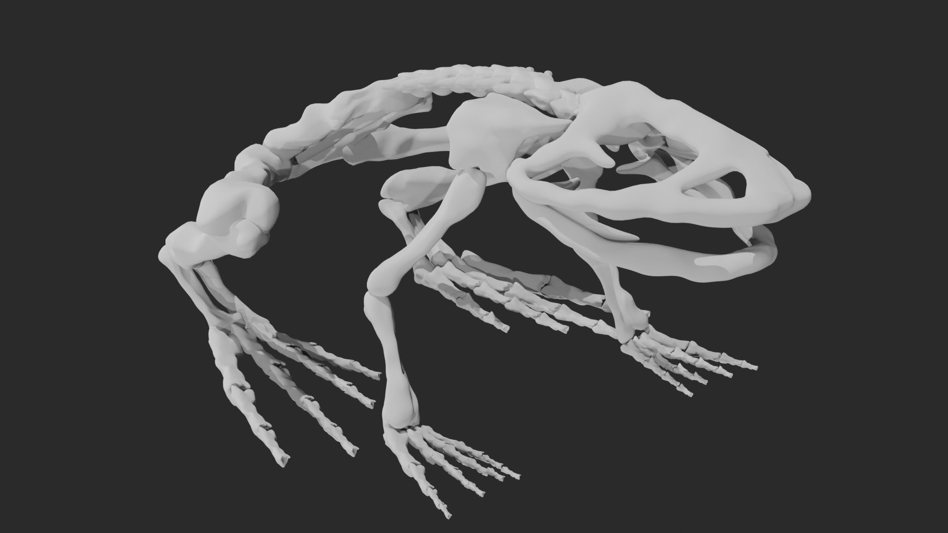 Frog Skeleton 3D Model - TurboSquid 1876542