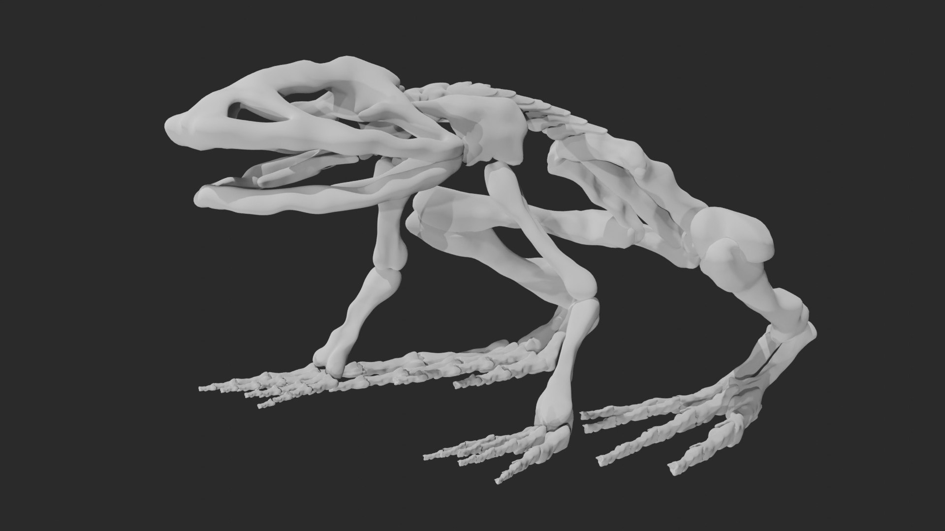 Frog Skeleton 3D Model - TurboSquid 1876542