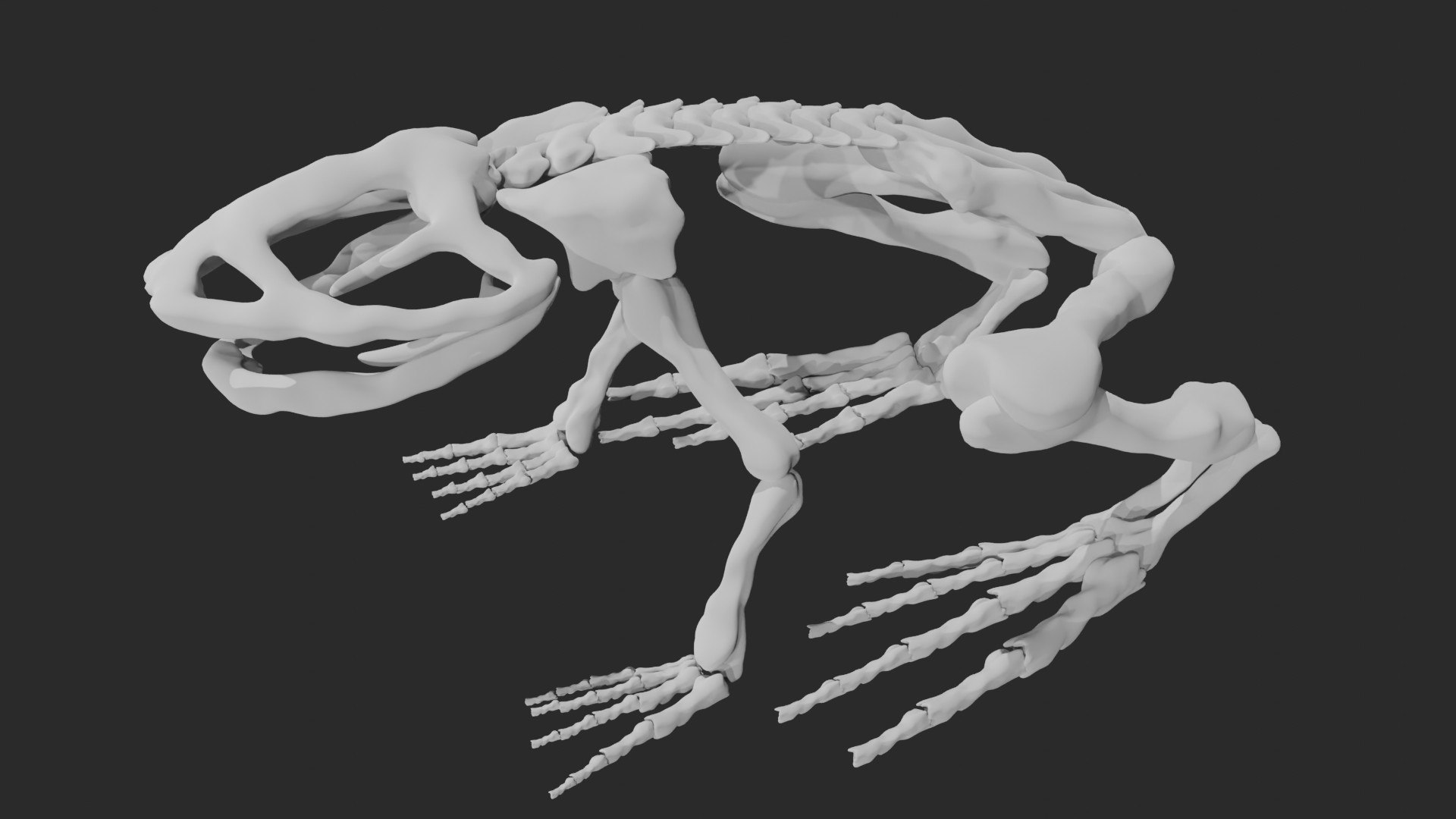 Frog Skeleton 3D Model - TurboSquid 1876542