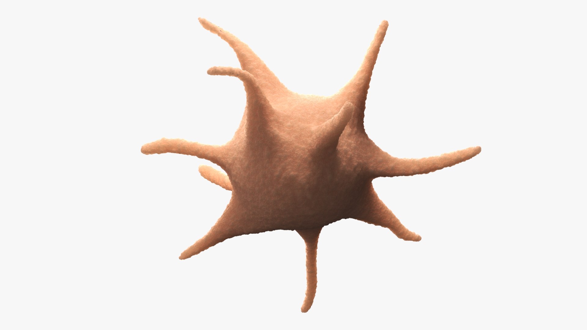 Platelet 3D - TurboSquid 1972135