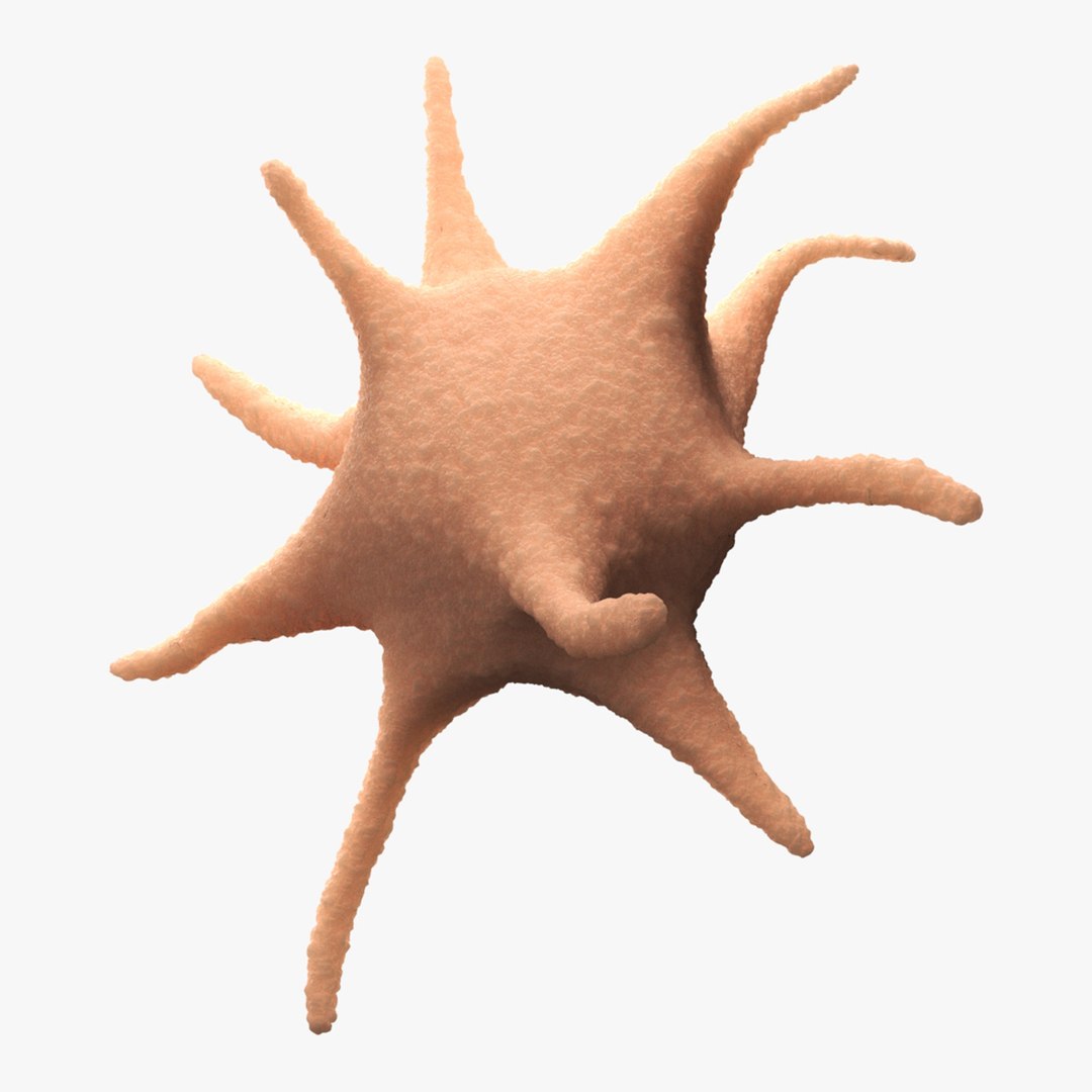 Platelet 3D - TurboSquid 1972135