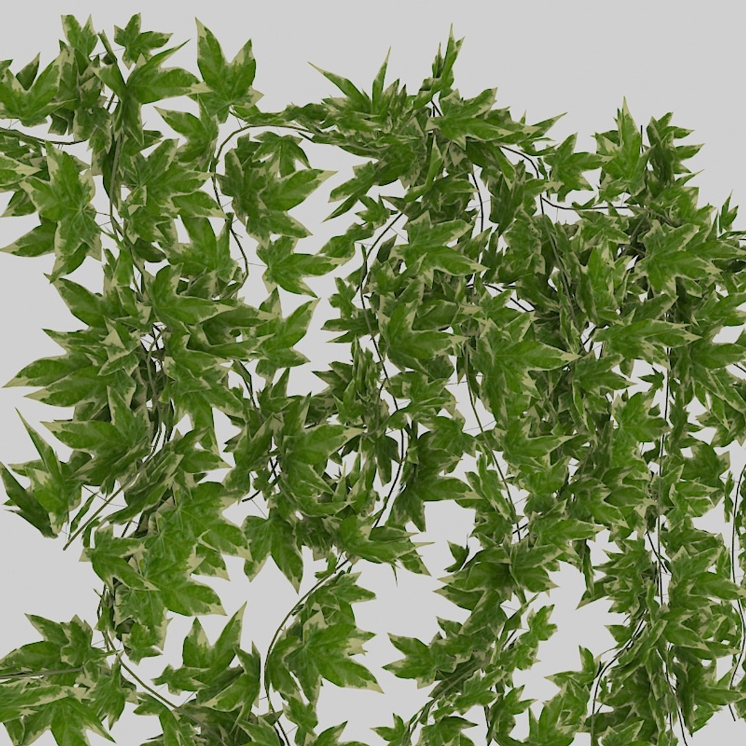 Wall Hanging Plant Max