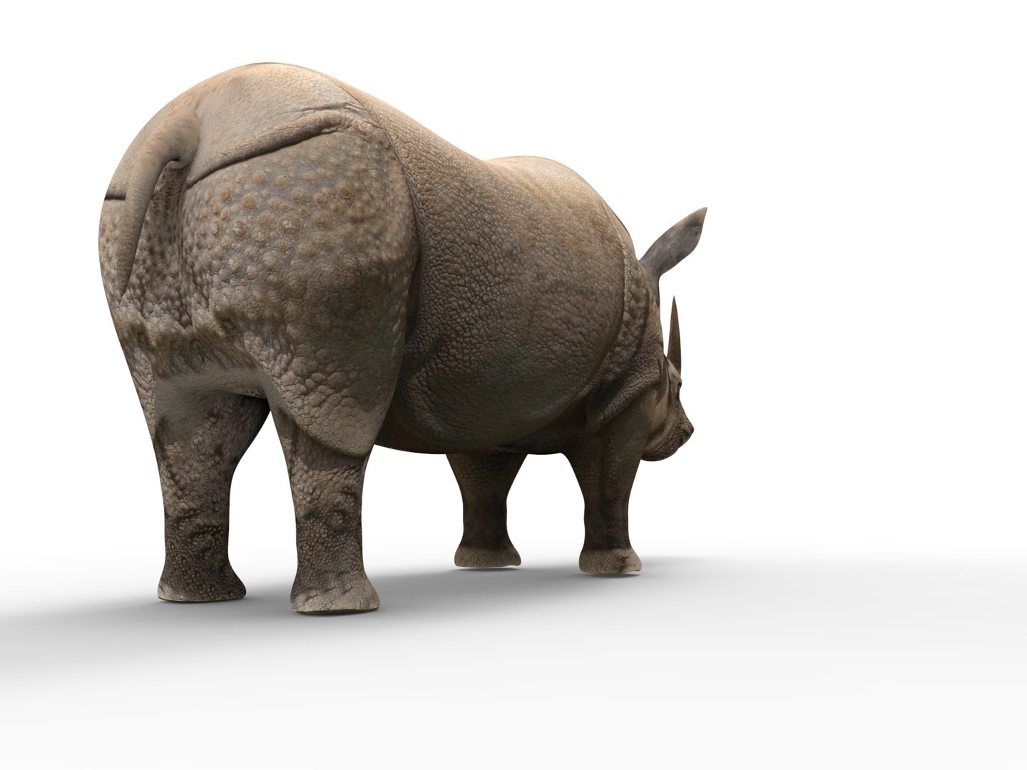 3D Realistic Rhino - TurboSquid 1264135