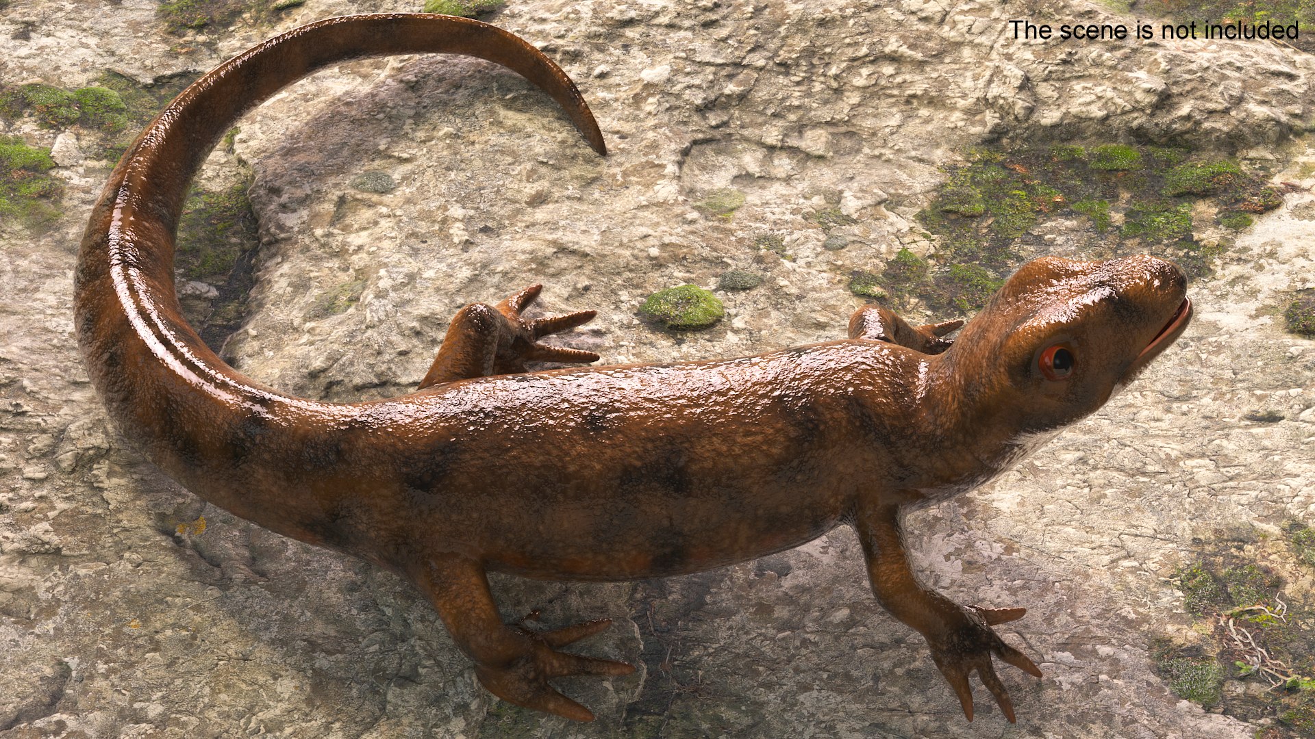 3D Iberian Ribbed Newt Rigged - TurboSquid 2143556