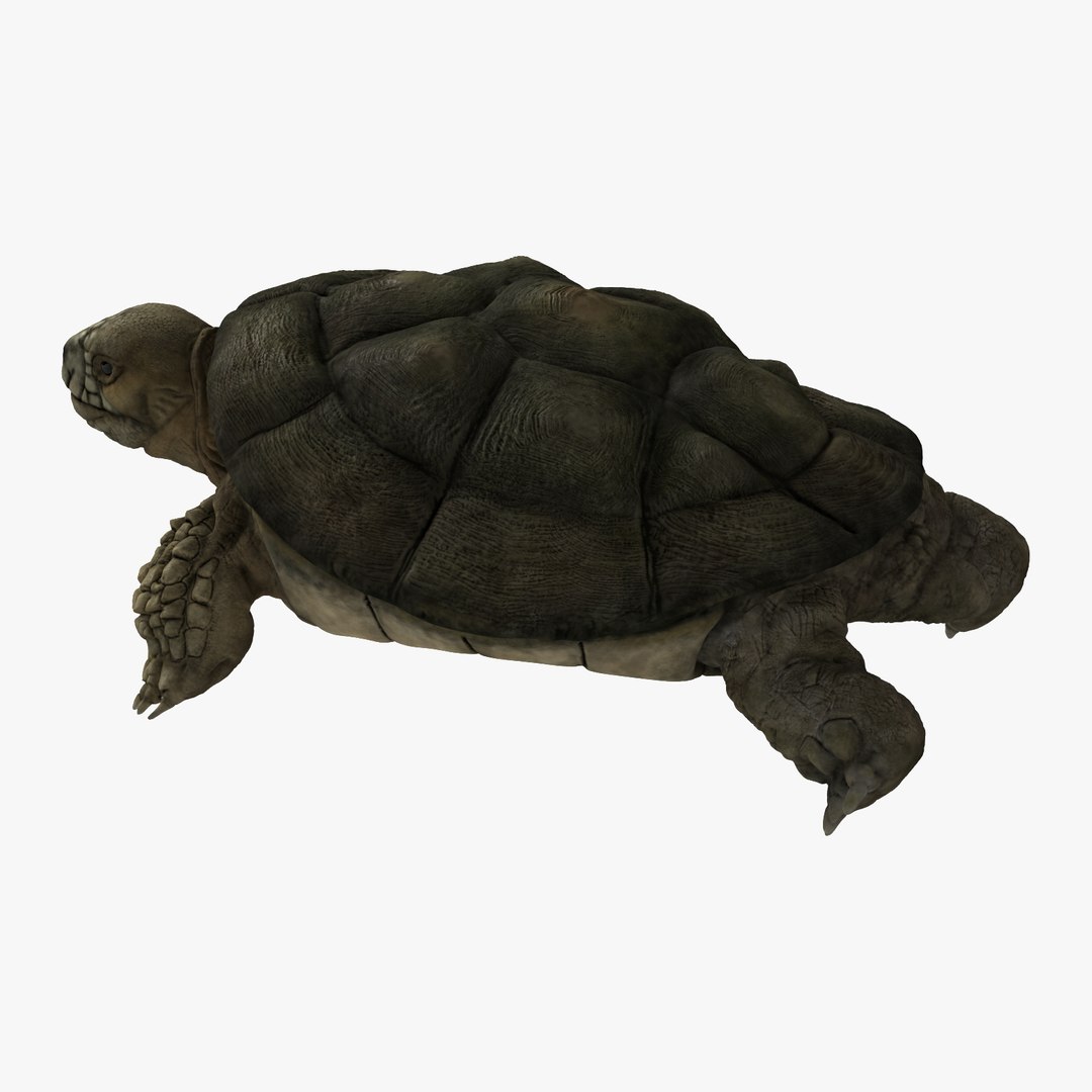 3d Model Turtle