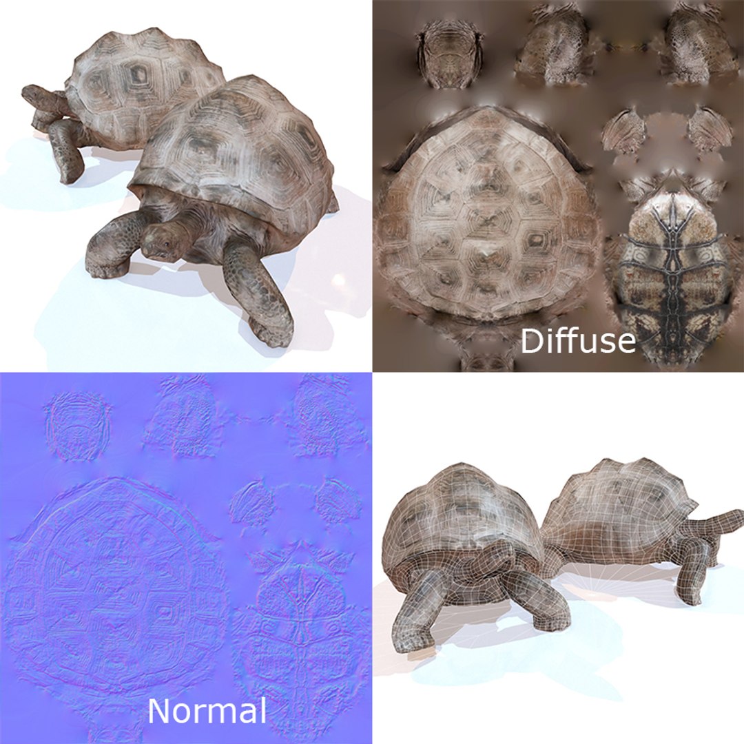 Rigged Tortoise 3d Model