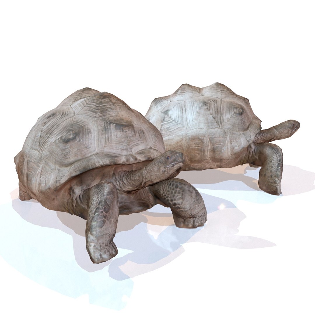 Rigged Tortoise 3d Model