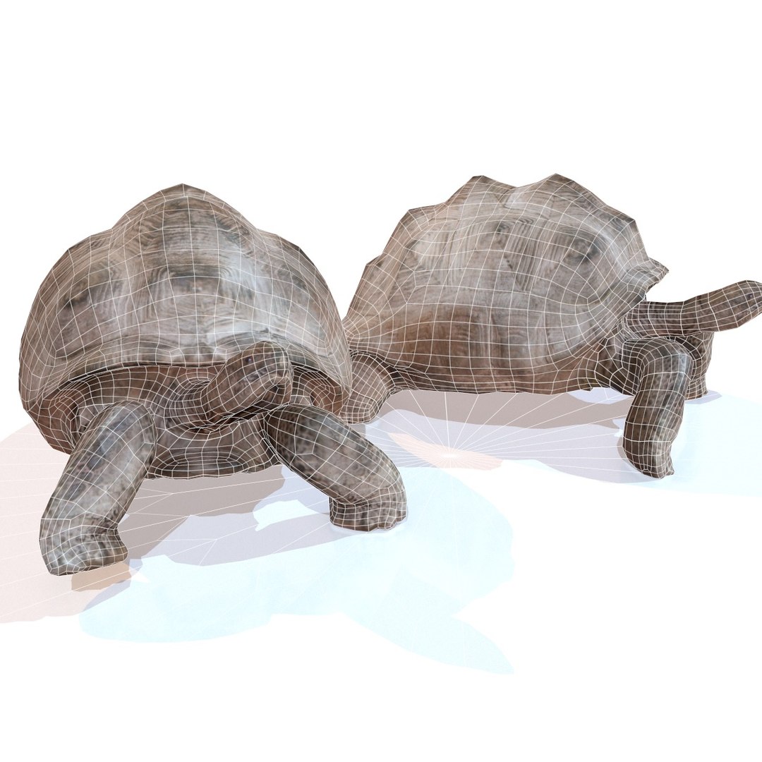 Rigged Tortoise 3d Model