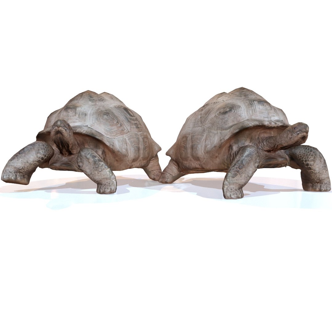Rigged Tortoise 3d Model