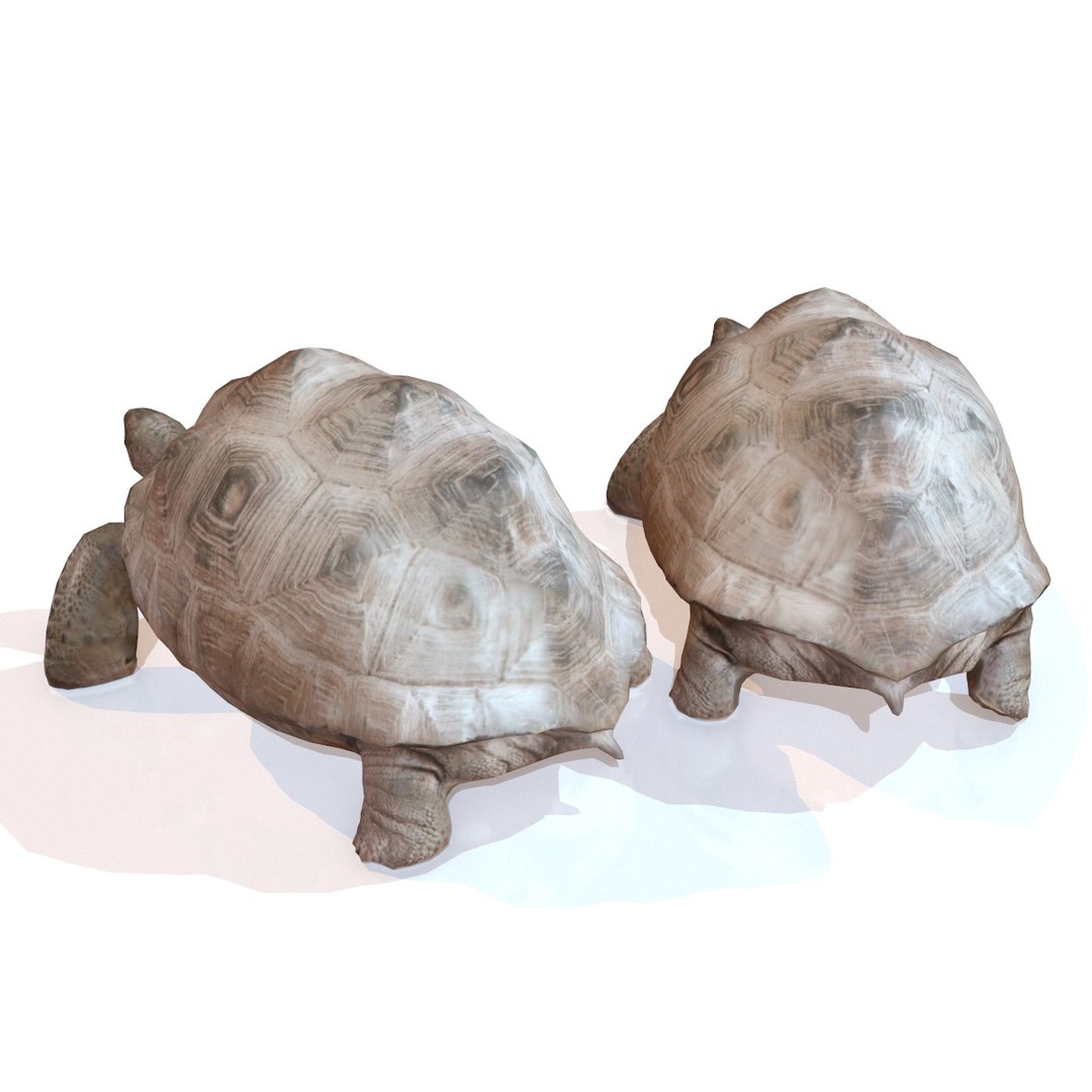 Rigged Tortoise 3d Model