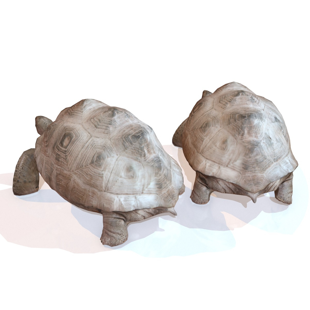 rigged tortoise 3d model