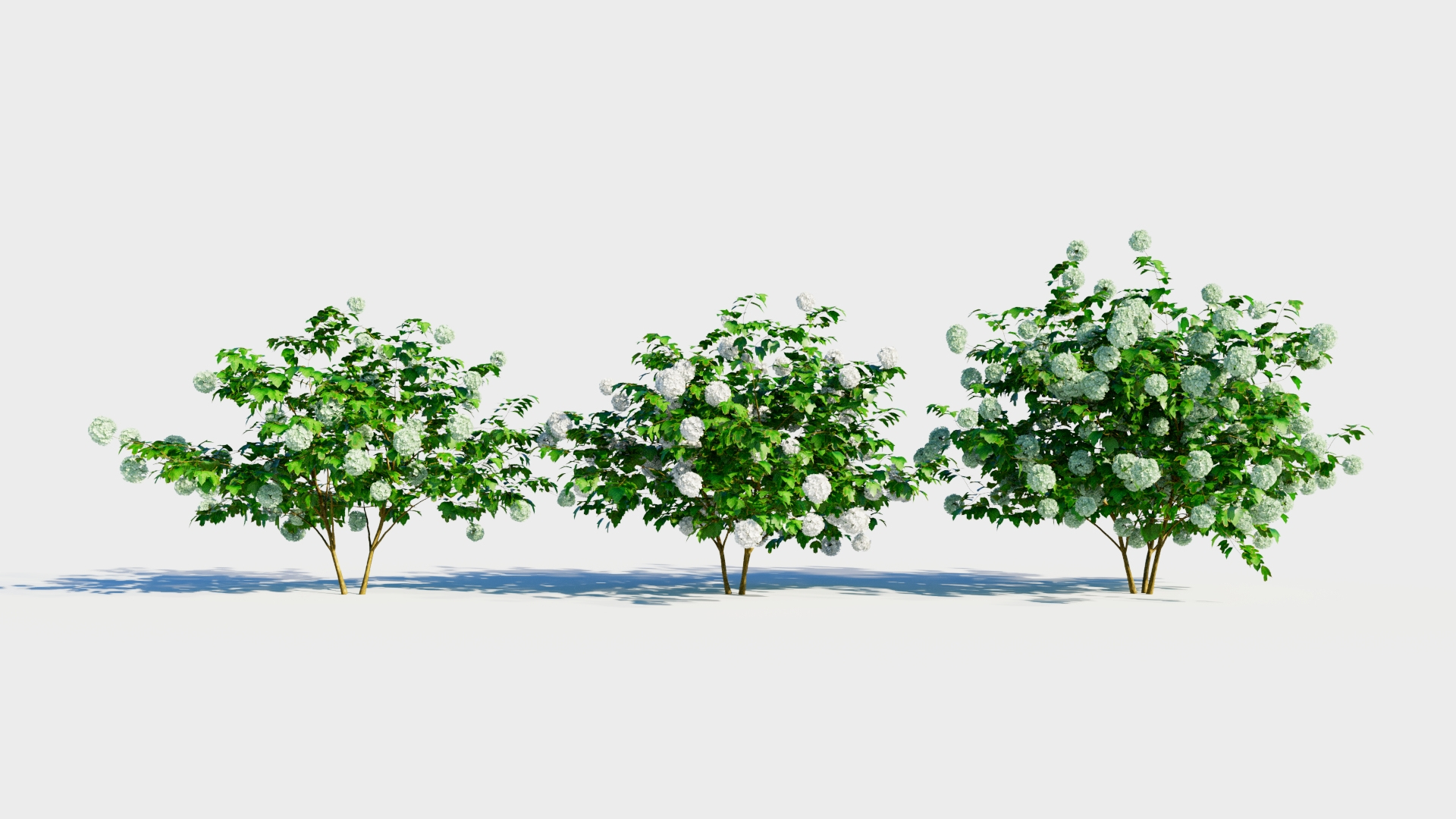 3D Viburnum Opulus A Model - TurboSquid 2239655