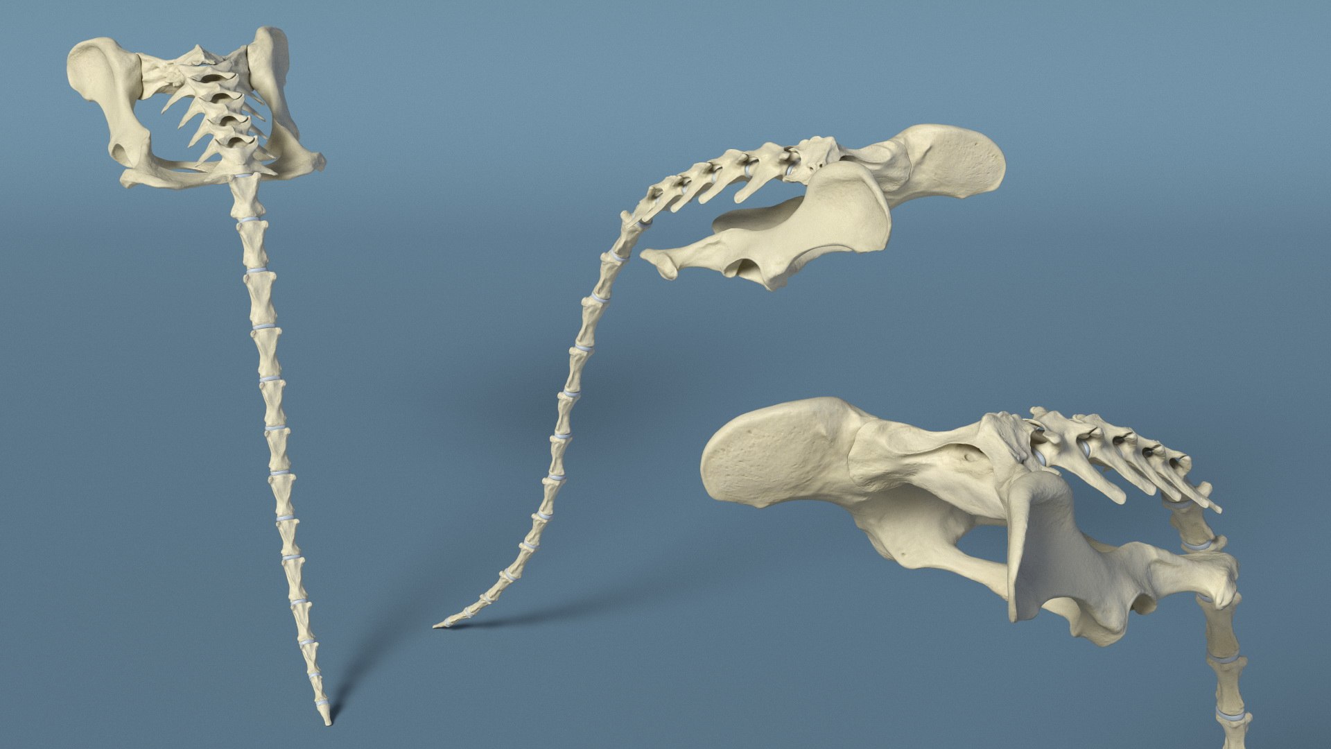 Anatomical Skeleton Of Dog Pelvis With Tail 3D Model - TurboSquid 2391410