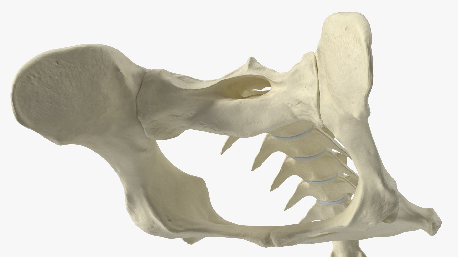 Anatomical Skeleton Of Dog Pelvis With Tail 3D Model - TurboSquid 2391410