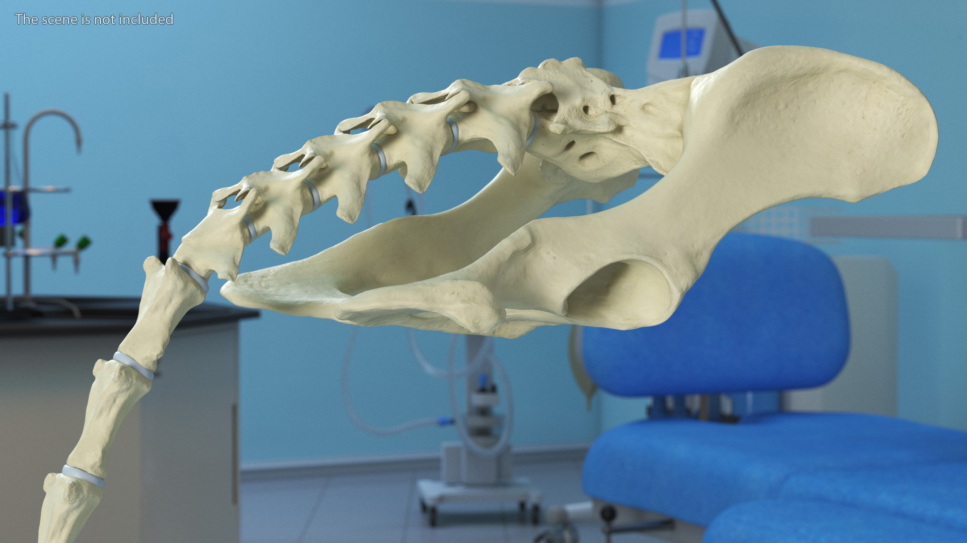 Anatomical Skeleton Of Dog Pelvis With Tail 3D Model - TurboSquid 2391410