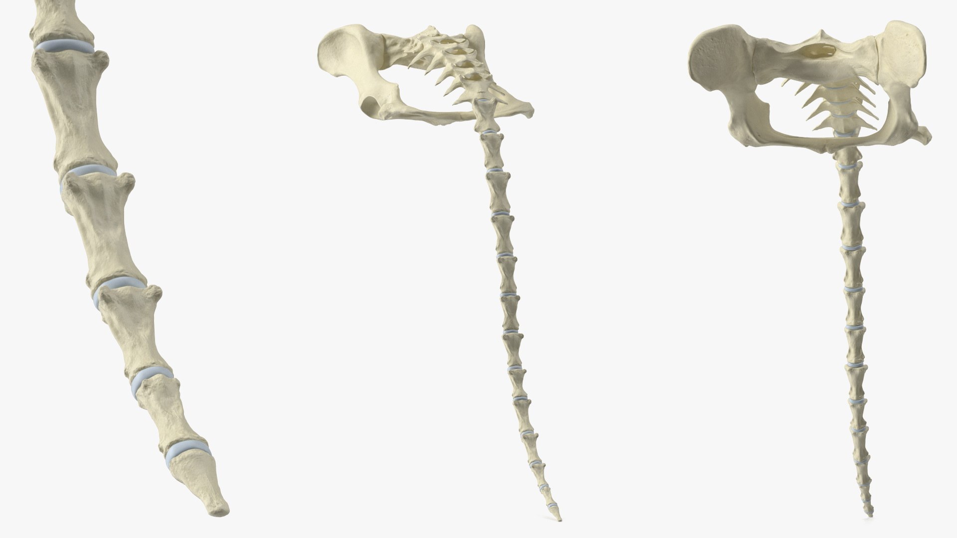 Anatomical Skeleton Of Dog Pelvis With Tail 3D Model - TurboSquid 2391410