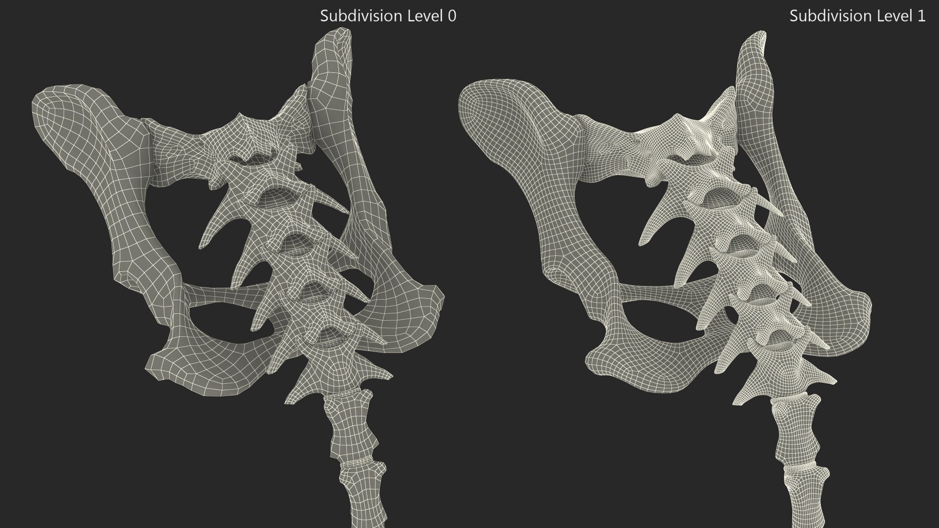 Anatomical Skeleton Of Dog Pelvis With Tail 3D Model - TurboSquid 2391410
