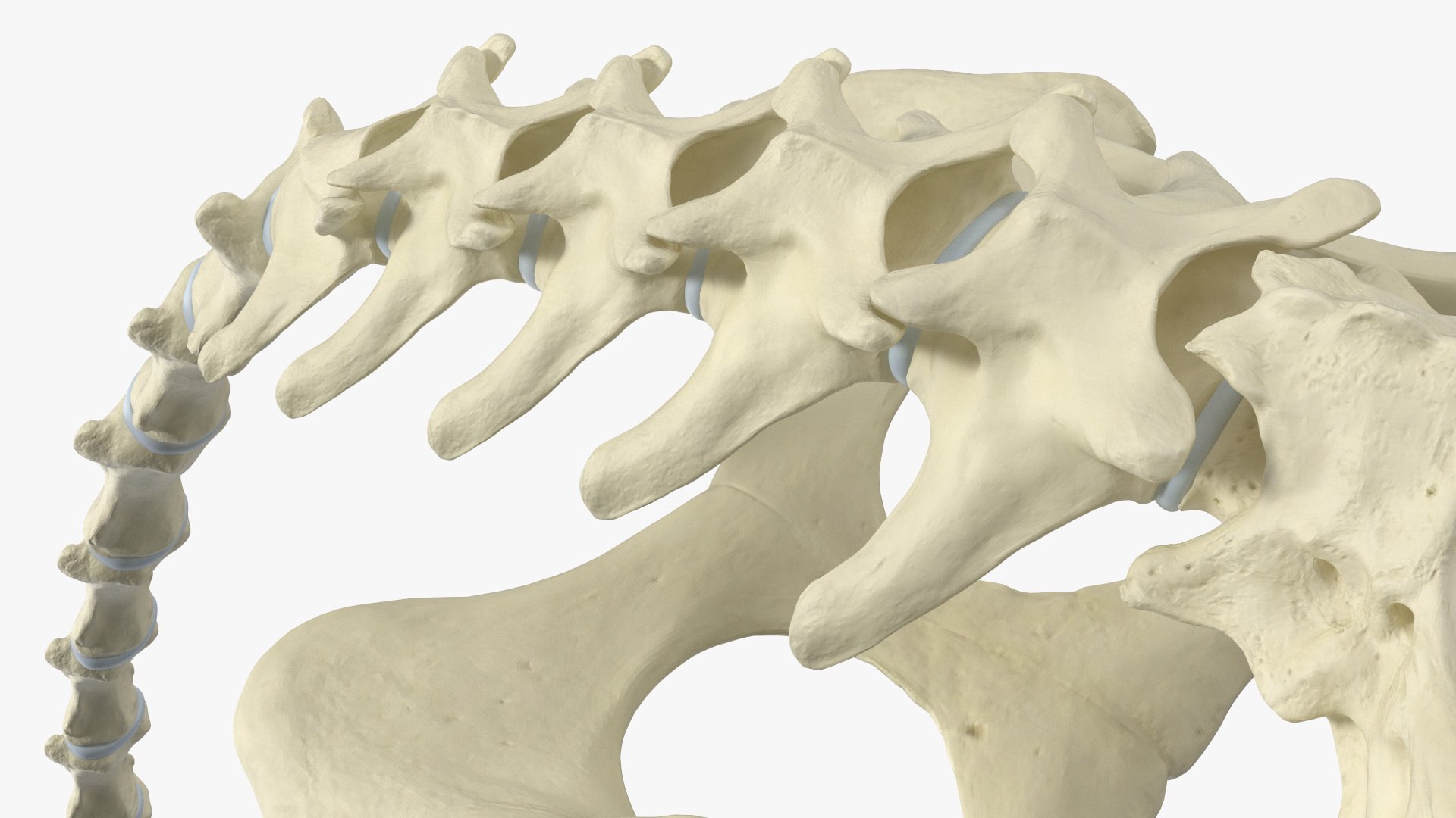 Anatomical Skeleton Of Dog Pelvis With Tail 3D Model - TurboSquid 2391410