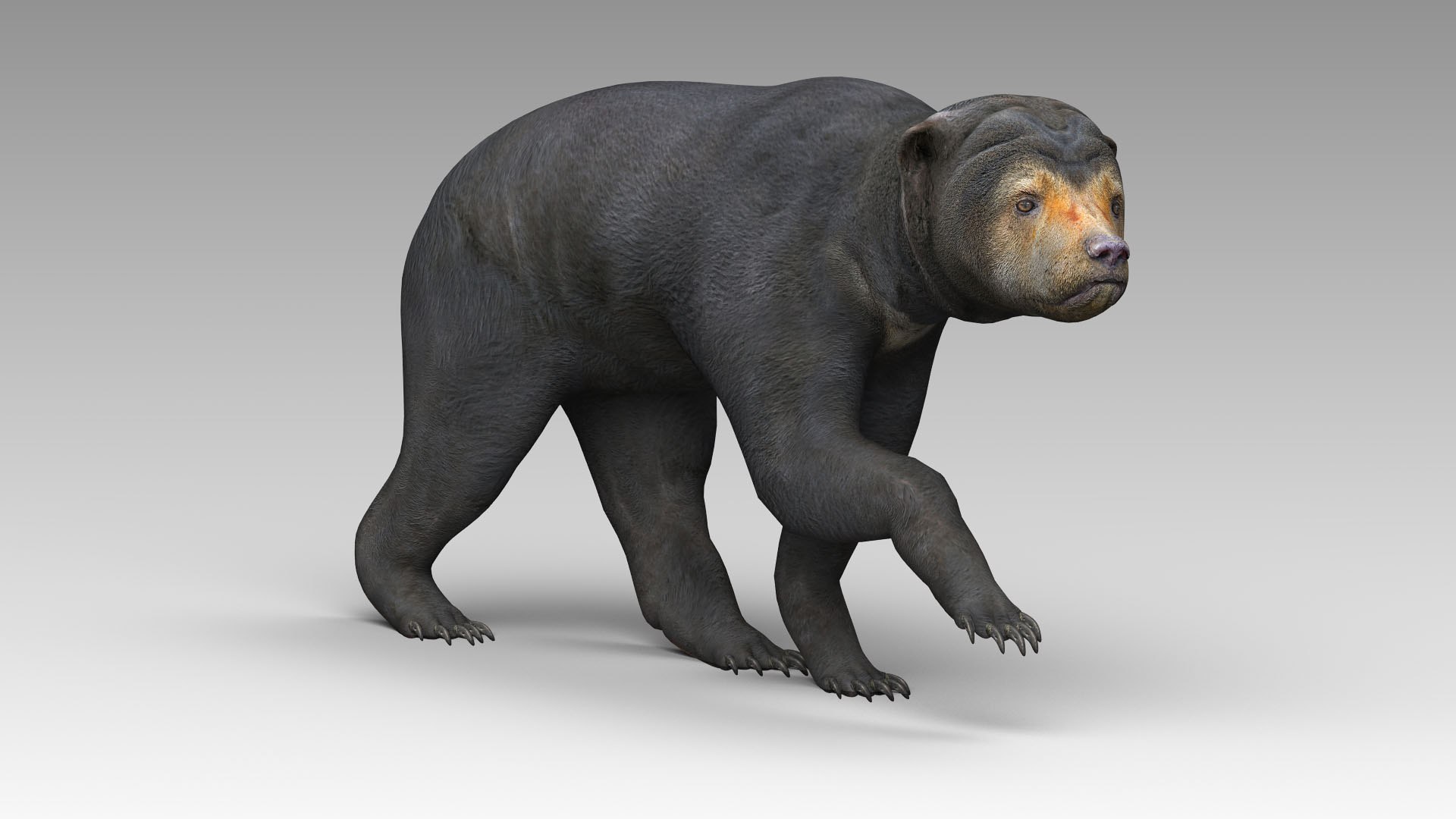 SunBear Poser 3D - TurboSquid 1946539
