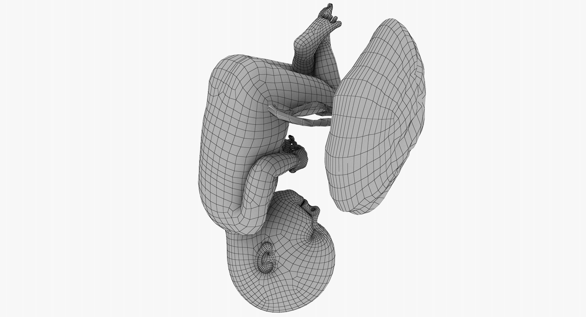 Fetus Week 37 3D Model - TurboSquid 1224486