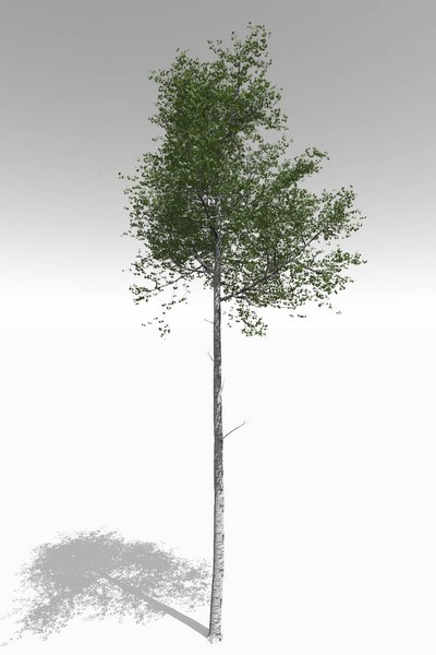 Quaking Aspen 3D Models for Download | TurboSquid